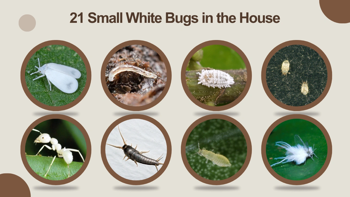 21 Small White Bugs in the House: Identification With Pictures