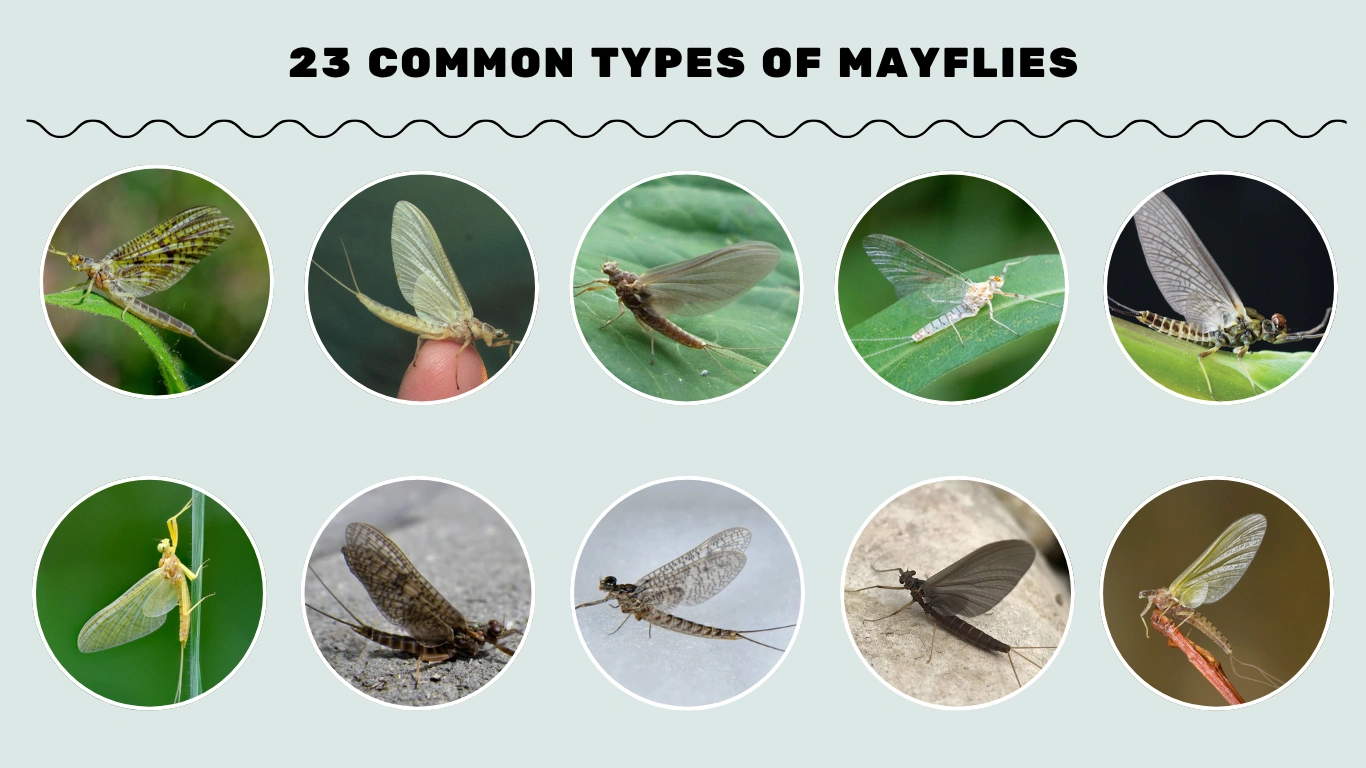 23 Common Types of Mayflies: Identification With Pictures