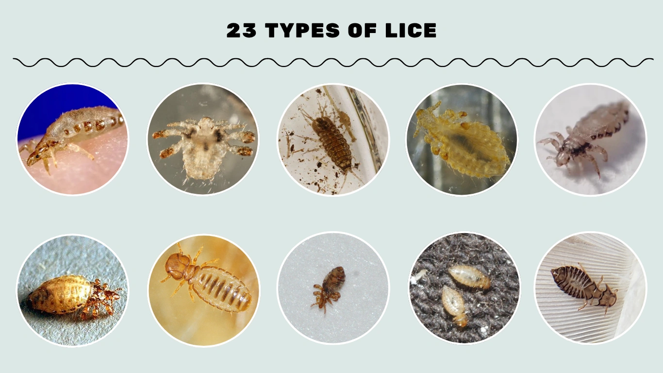 23 Types of Lice: Common Species That Infest Humans, Animals