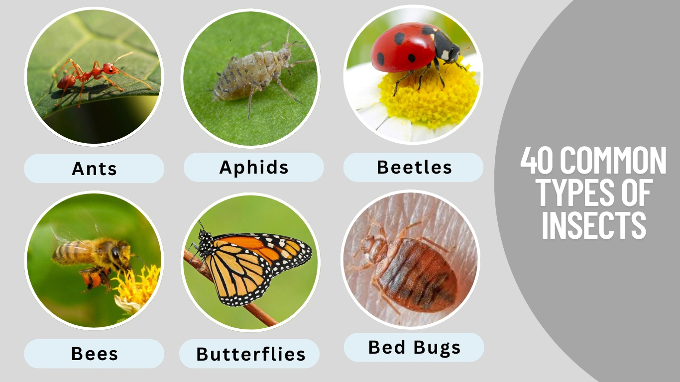 40 Common Types of Insects: Species Identification & Picture
