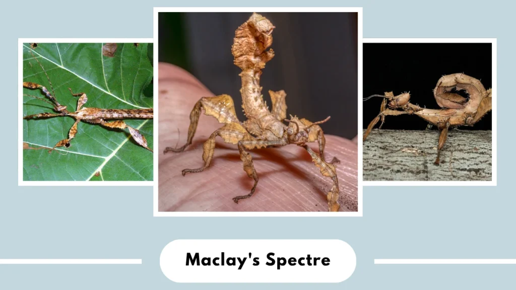 17 Types of Stick Insects: Identification With Names & Pictures