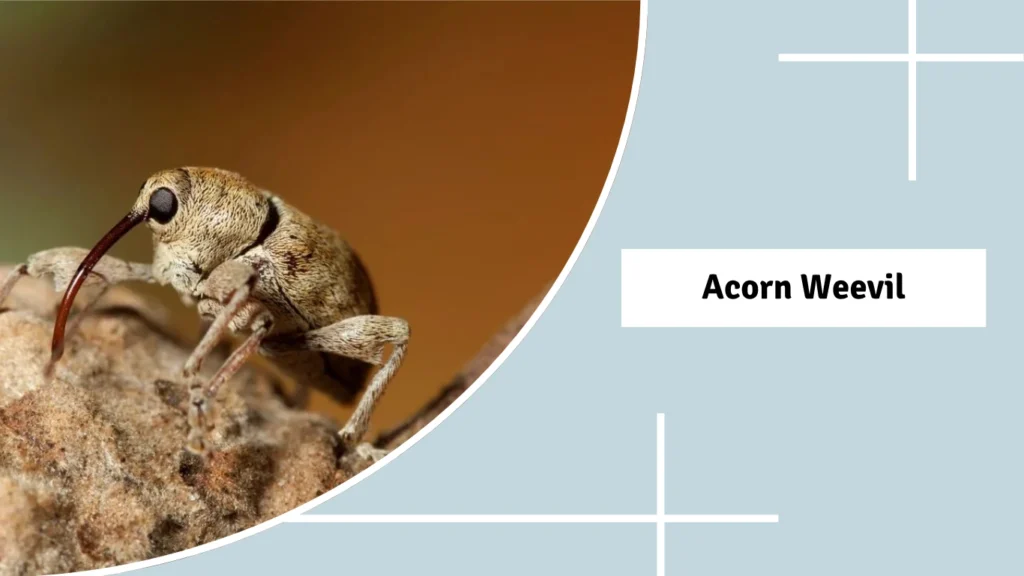 26 Common Types of Weevils: Identification with Pictures