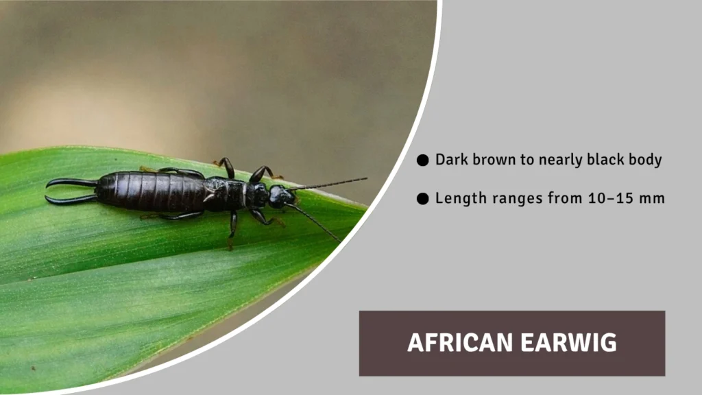 10 Types of Earwigs: Identification, Habitat, and Behavior