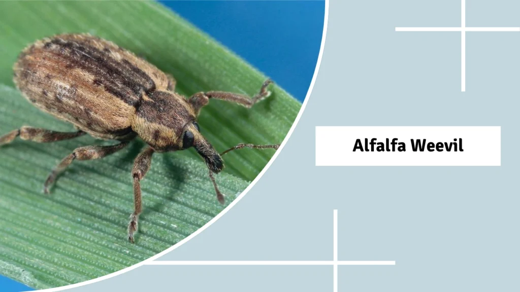26 Common Types of Weevils: Identification with Pictures