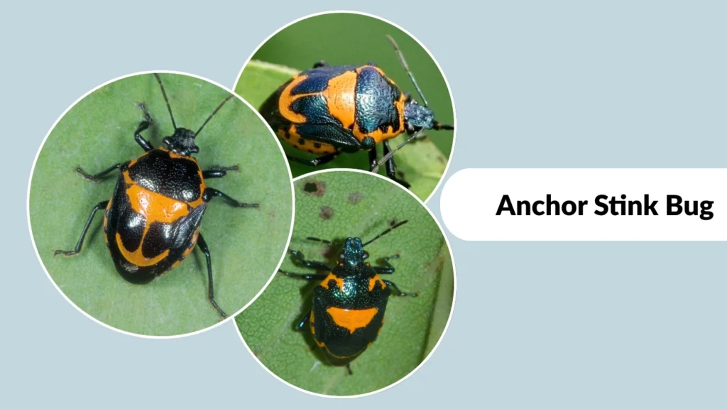 25 Common Types of Stink Bugs: Identification With Pictures