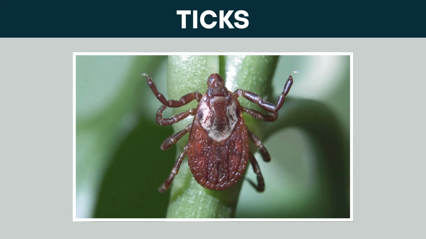 22 Types of Wasp Nests: Identification With Pictures