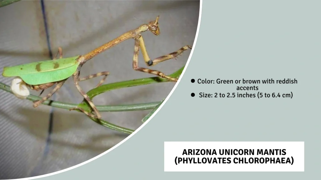 23 Common Types of Mantis: Identification with Pictures