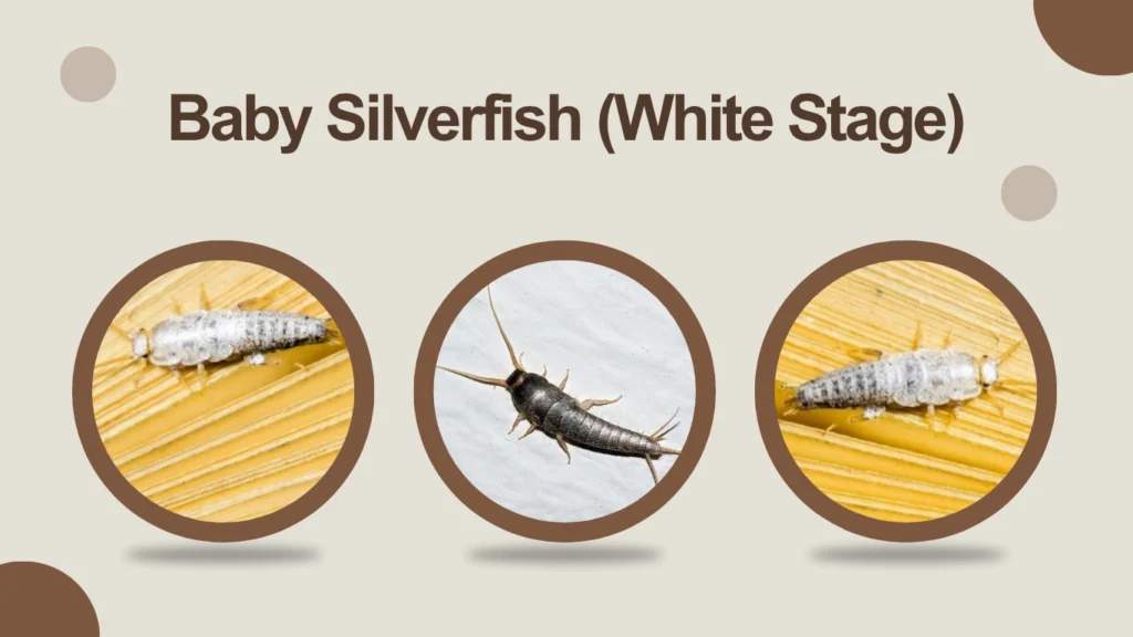 21 Small White Bugs in the House: Identification With Pictures