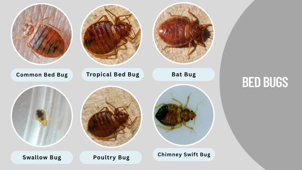 40 Common Types of Insects: Species Identification & Picture