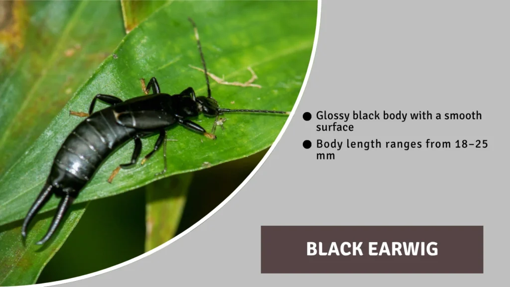 10 Types of Earwigs: Identification, Habitat, and Behavior