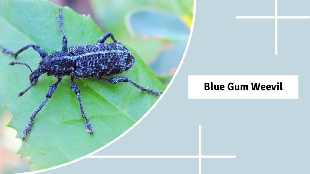 26 Common Types of Weevils: Identification with Pictures