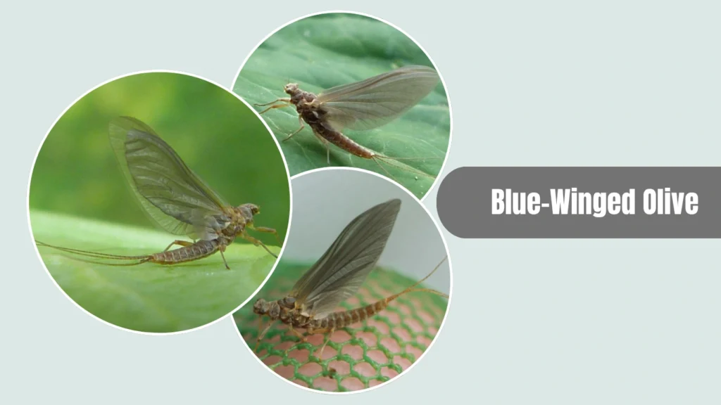 23 Common Types of Mayflies: Identification With Pictures