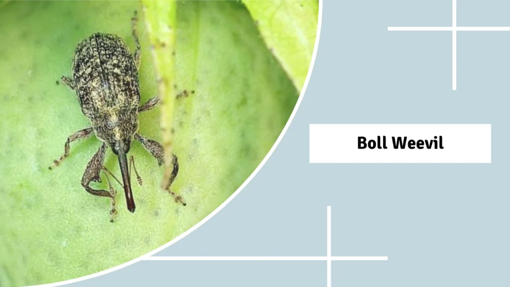 26 Common Types of Weevils: Identification with Pictures