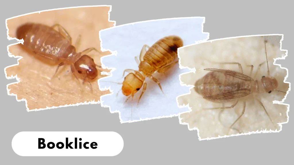 22 Types of Tiny White Insects (With Identification Guide)