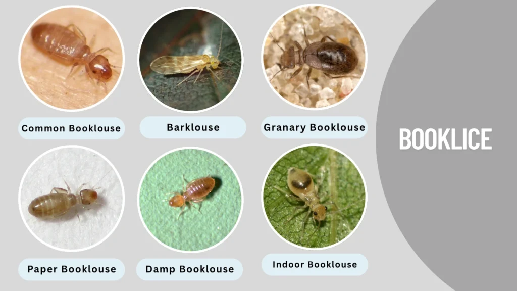 40 Common Types of Insects: Species Identification & Picture