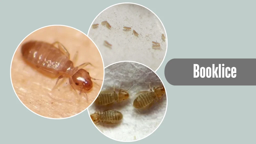 15 Tiny Black Insects Commonly Found in Houses ( Identification Guide)