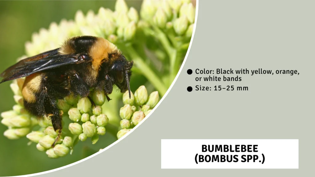 21 Types of Beneficial Insects: Identification with Pictures