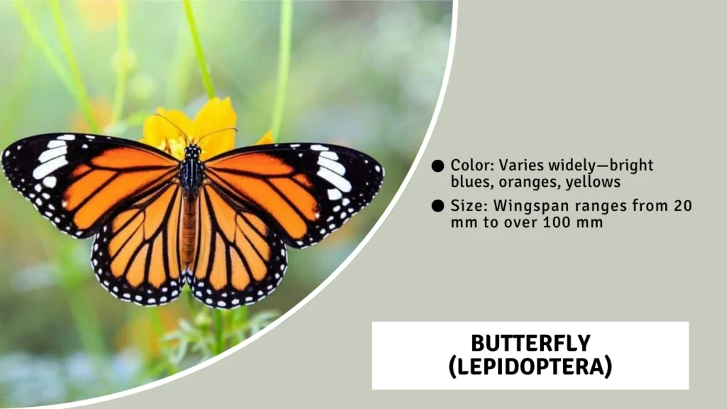 19 Types of Common Flying Insects: Identification with Pictures