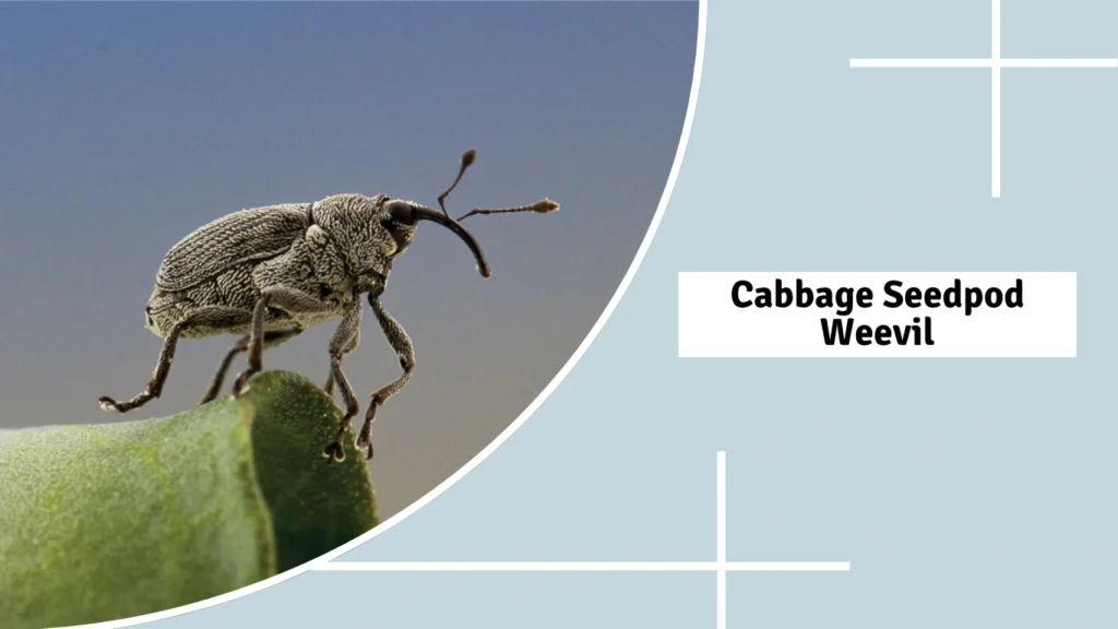 26 Common Types of Weevils: Identification with Pictures