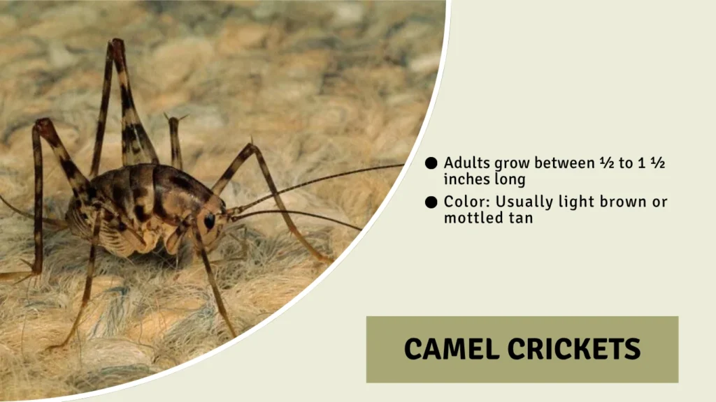 Camel Crickets At Home: Dangers, How to Get Rid of Them