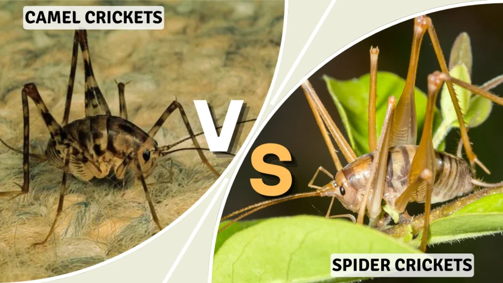 Camel Crickets At Home: Dangers, How to Get Rid of Them