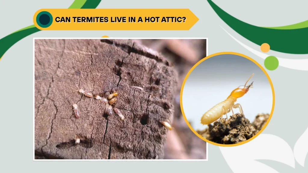 Where Do Termites Live: 35 FAQs and Facts About Their Habitat