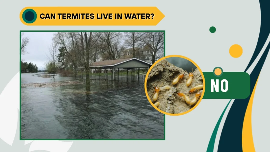 Where Do Termites Live: 35 FAQs and Facts About Their Habitat