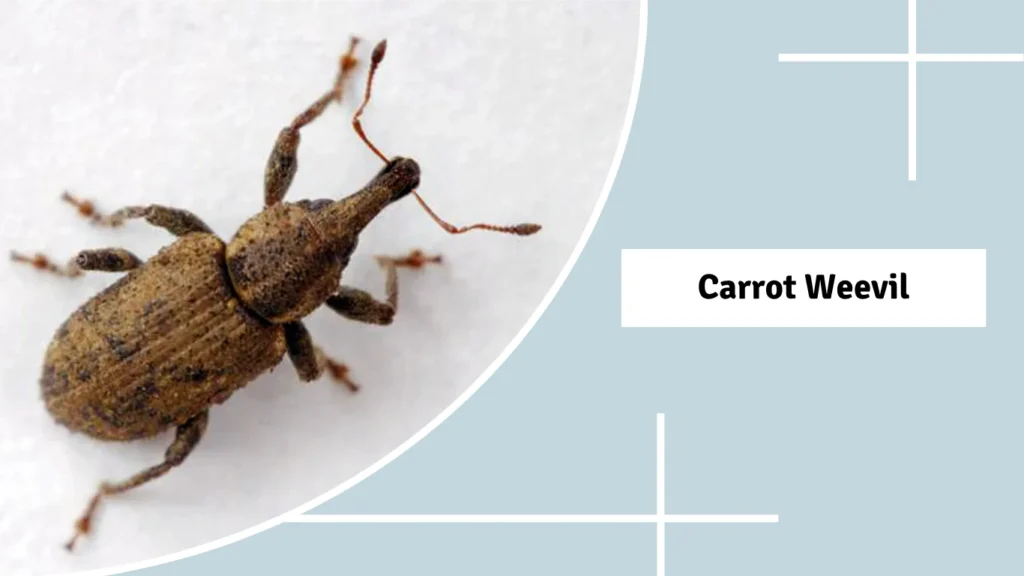 26 Common Types of Weevils: Identification with Pictures
