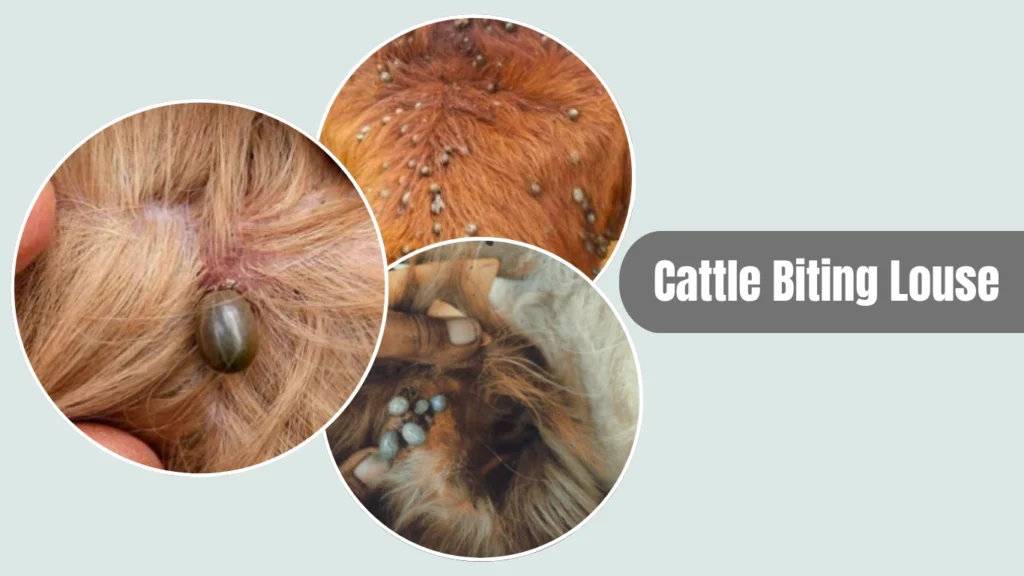 23 Types of Lice: Common Species That Infest Humans, Animals