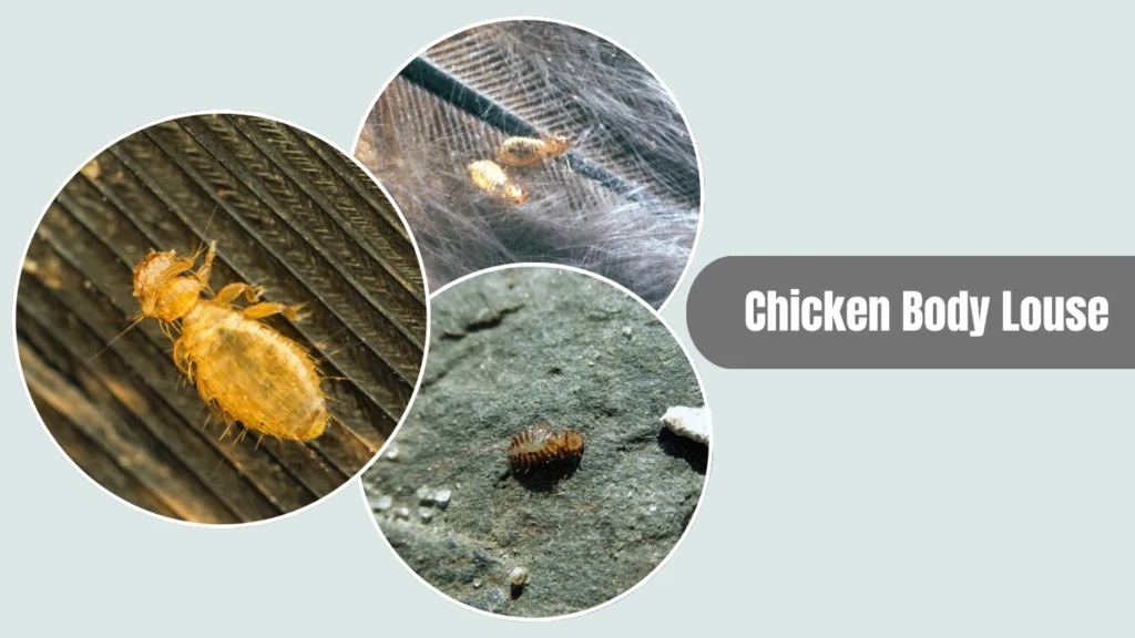 23 Types of Lice: Common Species That Infest Humans, Animals