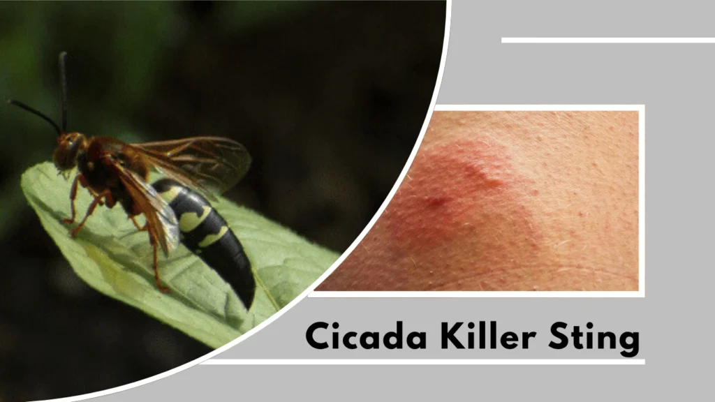 20 Insects That Bite and Sting: Identify the Diferences