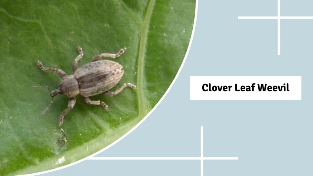 26 Common Types of Weevils: Identification with Pictures