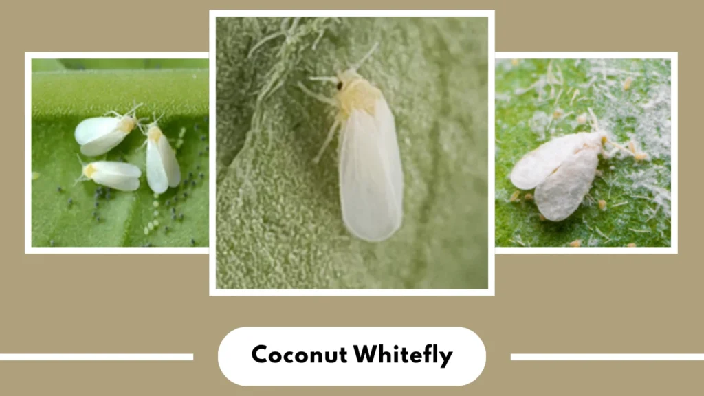 17 Common Types of Whiteflies: Identification With Pictures