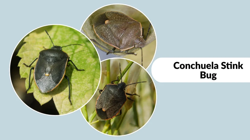 25 Common Types of Stink Bugs: Identification With Pictures