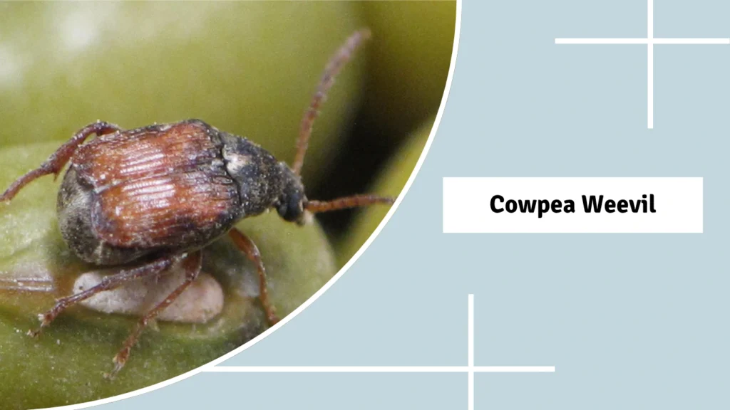 26 Common Types of Weevils: Identification with Pictures