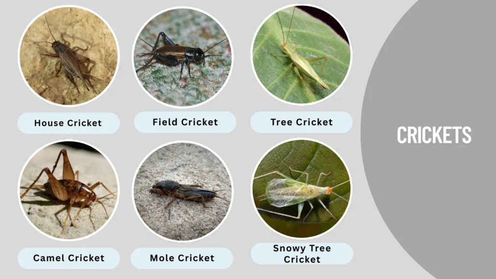 40 Common Types of Insects: Species Identification & Picture