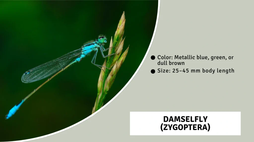 19 Types of Common Flying Insects: Identification with Pictures