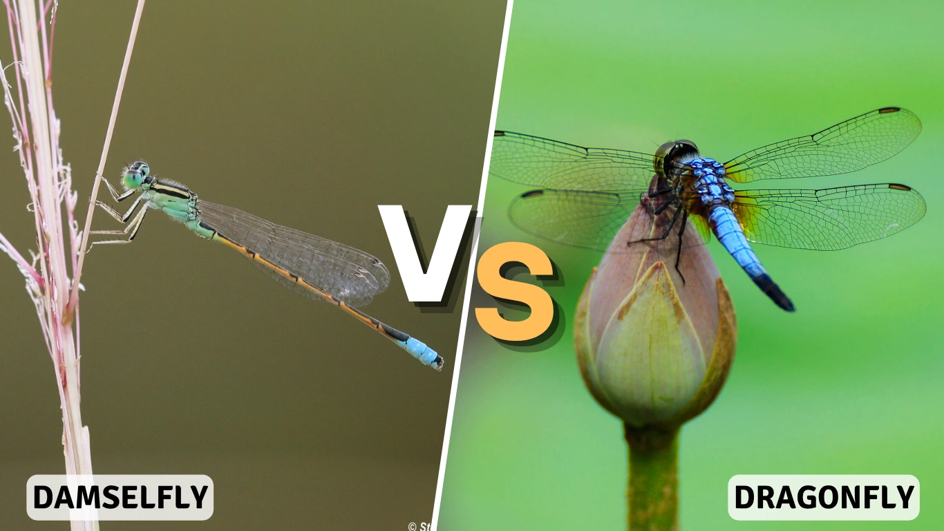 Damselfly vs Dragonfly: What Are the Differences?