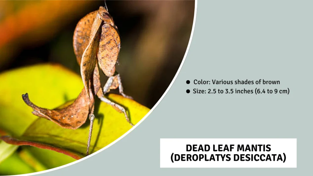 23 Common Types of Mantis: Identification with Pictures