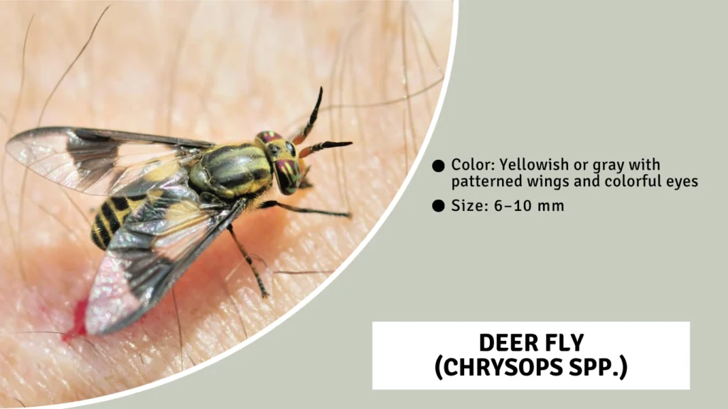 19 Types of Common Flying Insects: Identification with Pictures