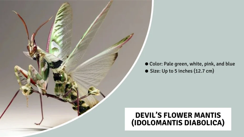 23 Common Types of Mantis: Identification with Pictures