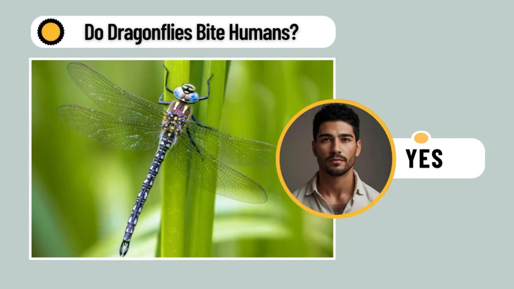 Dragonfly Bite: Are They Dangerous? Symptoms & Marks