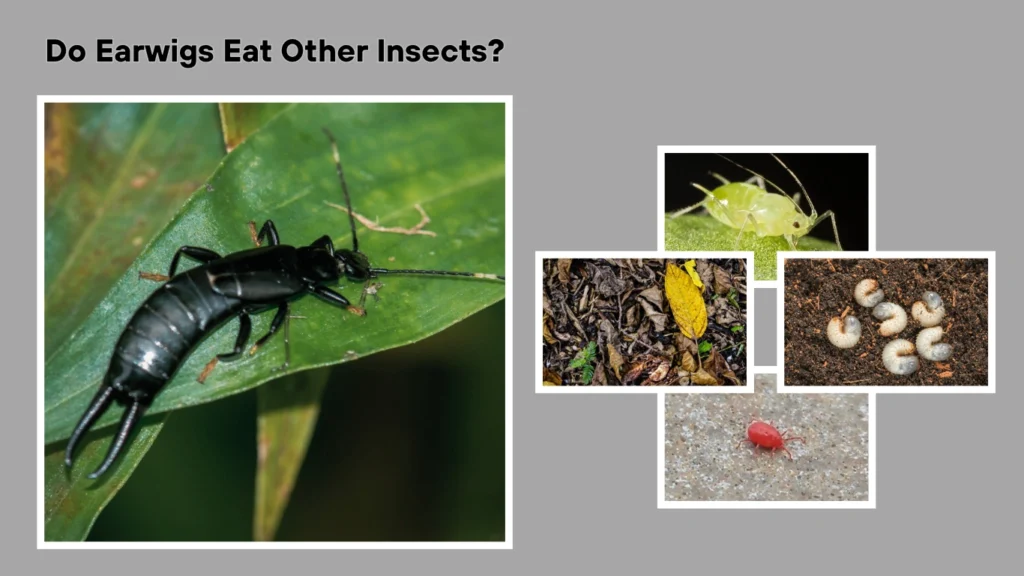 What Do Earwigs Eat? Their Diet Indoors & Outdoors
