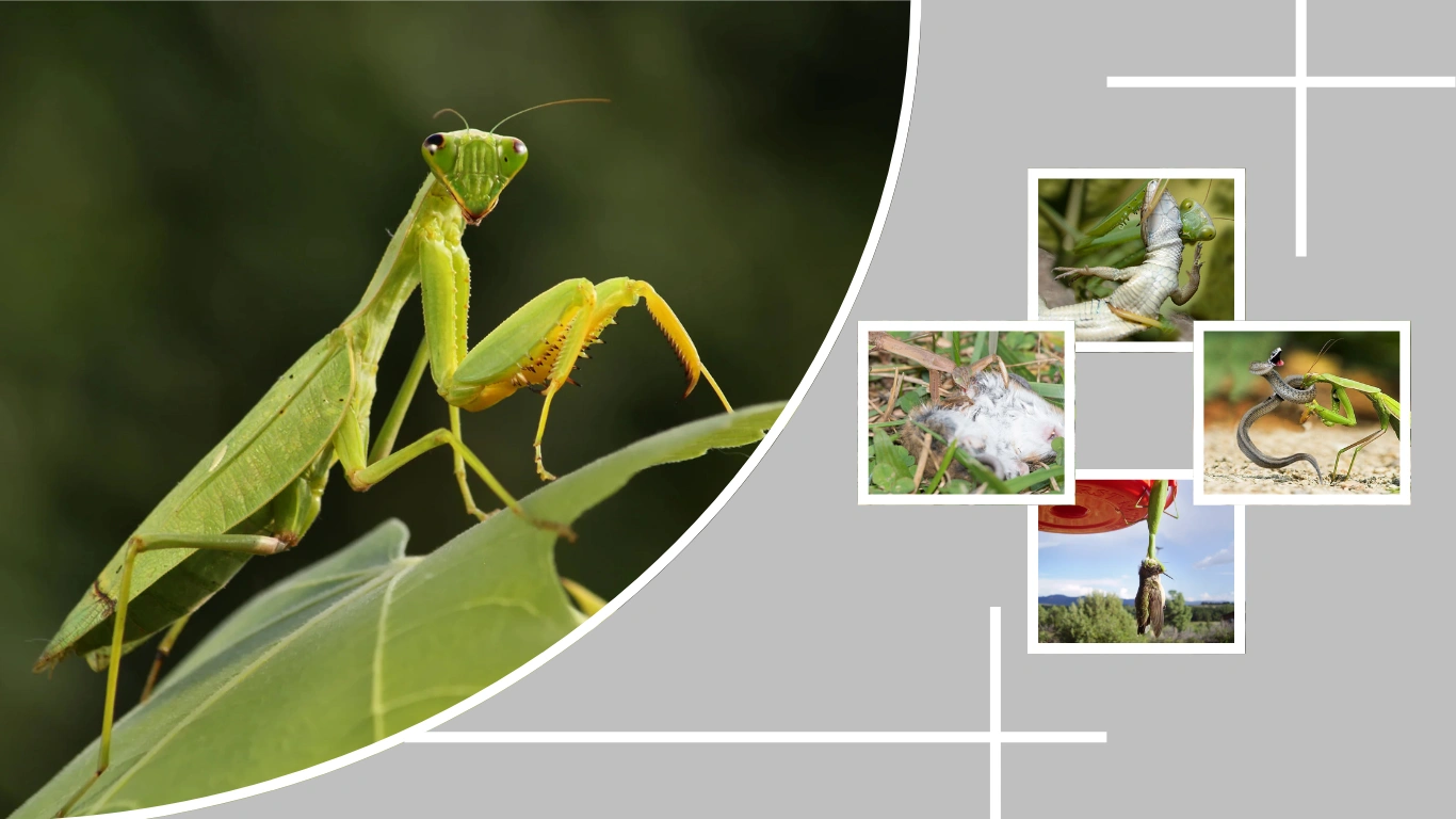 Male vs Female Orchid Mantis: What Are the Differences?