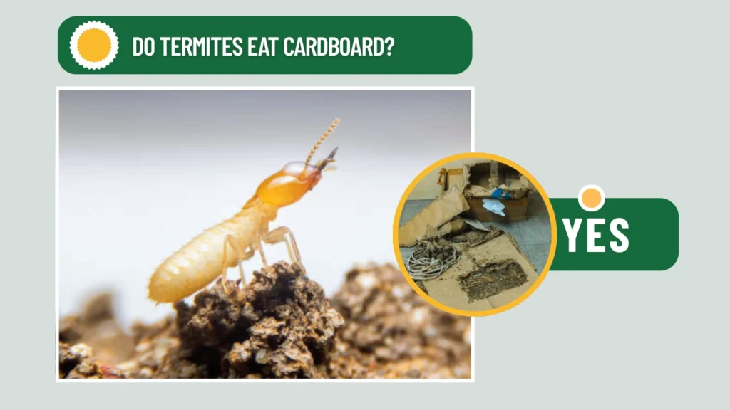 What Do Termites Eat? 55 FAQs and Facts About Their Diet