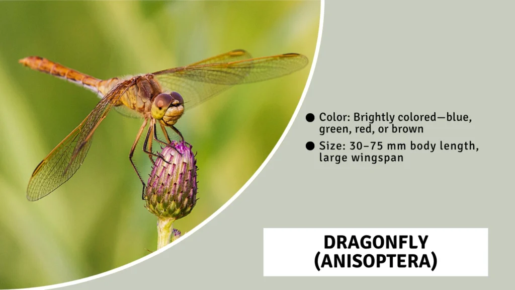 21 Types of Beneficial Insects: Identification with Pictures