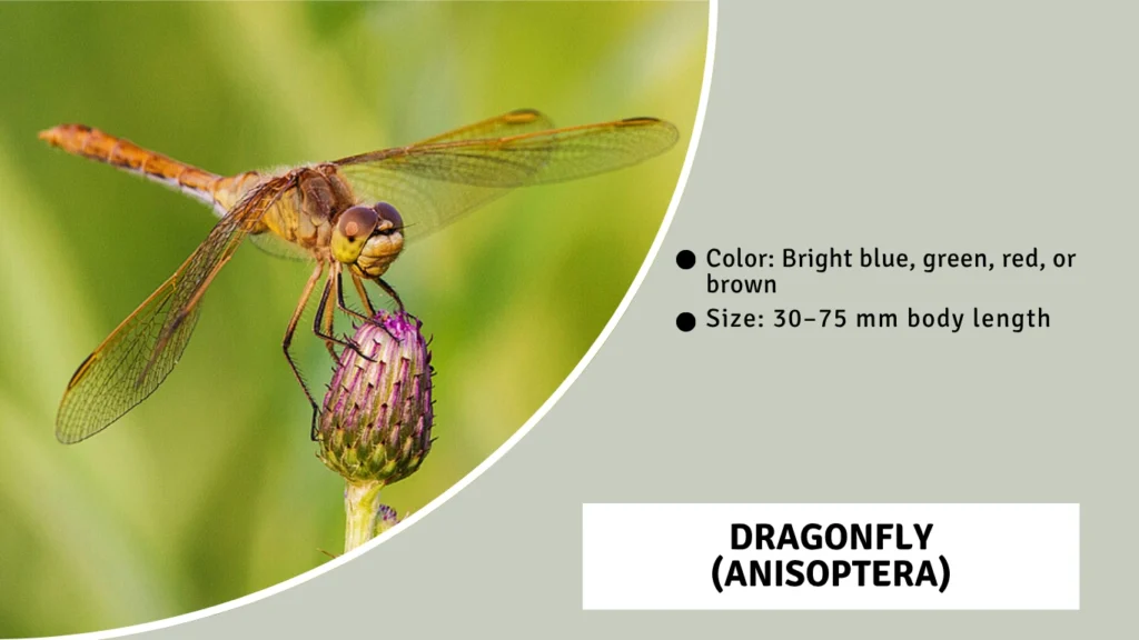 19 Types of Common Flying Insects: Identification with Pictures