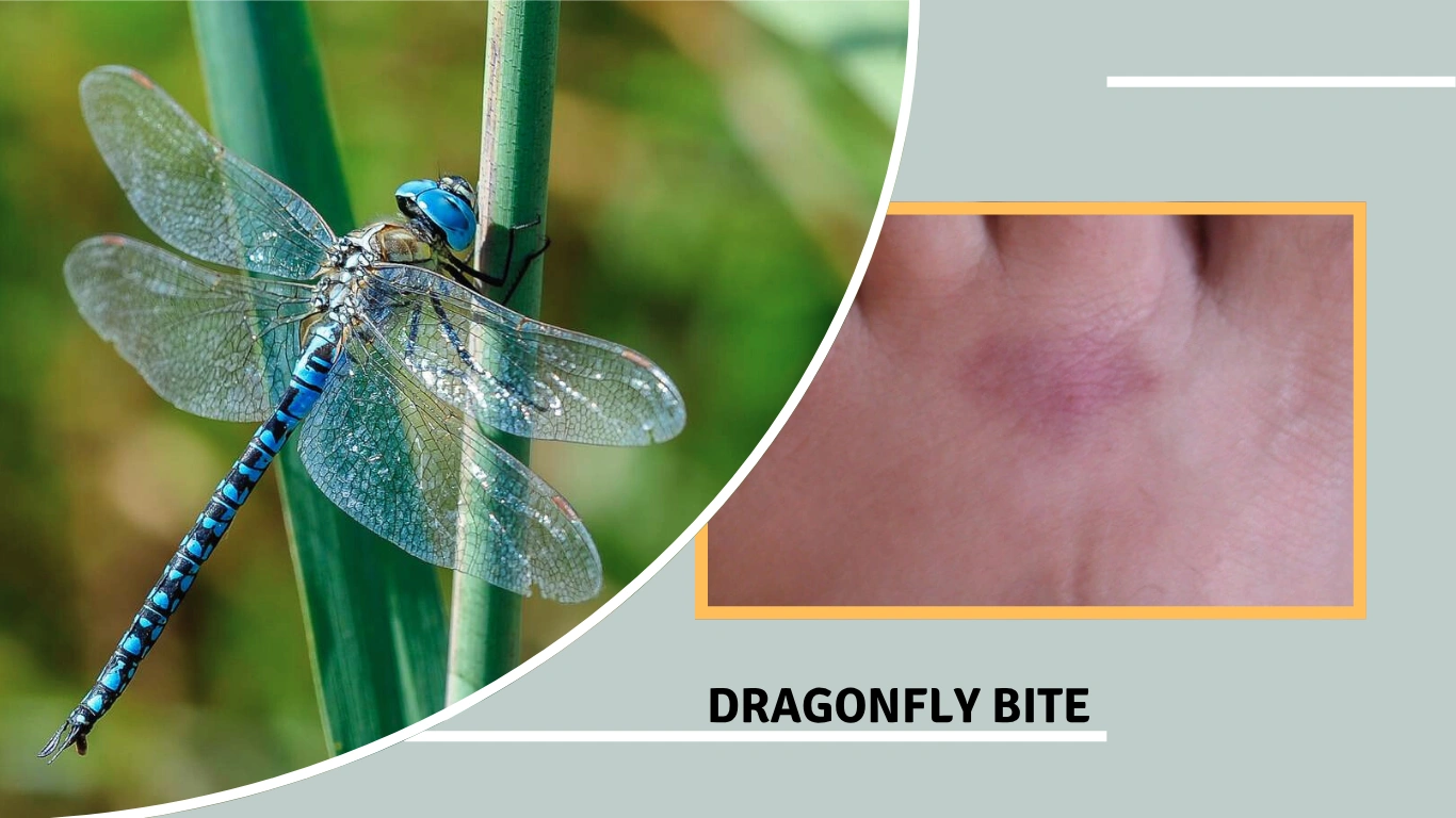 Golden-Ringed Dragonfly: Size, Color, Habitat, & Life Cycle