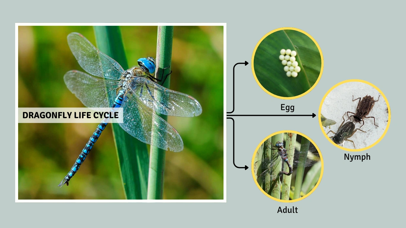 Dragonfly Life Cycle: Water-Dwelling Nymph to Hunting Stage