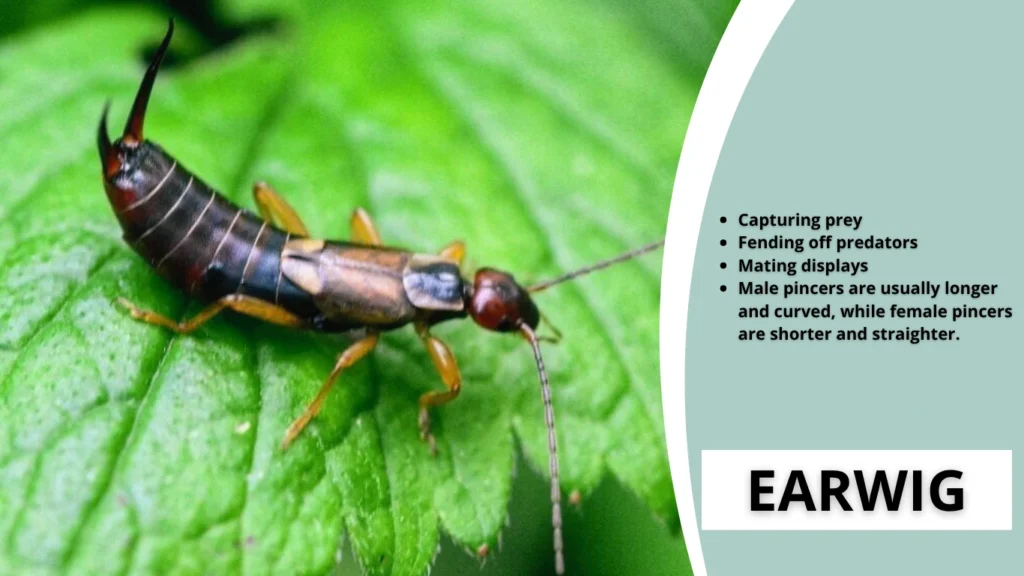 Earwig Insects: Lifecycle, Bites, Control, and Identification